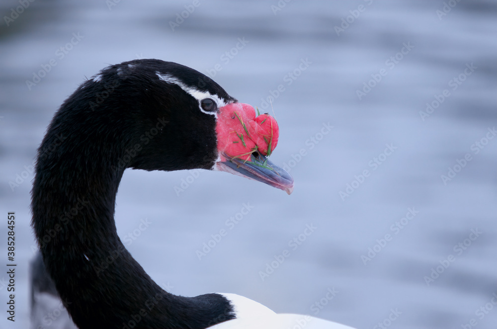 A male black-necked swan, the head and neck in profile its red caruncle ...