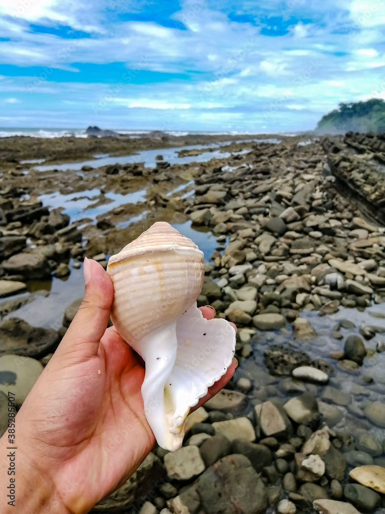 Costas rocosas en las playas cubiertas de conchas marinas. Vista ...