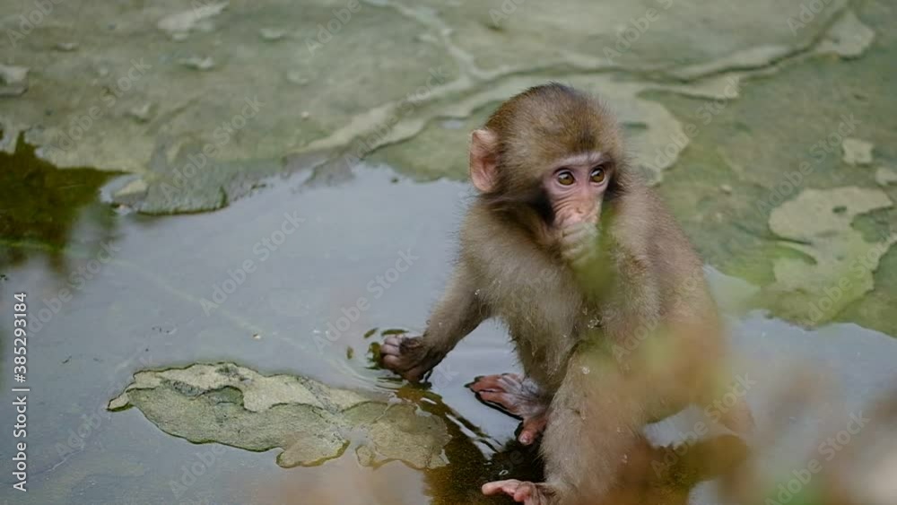 An extremely cute young Japanese macaque (snow monkey), is playing with ...