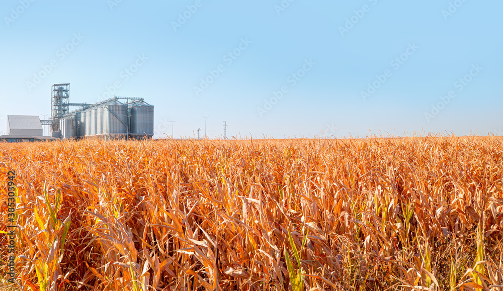 Ripe corn field ready for harvesting- Set of storage tanks cultivated ...
