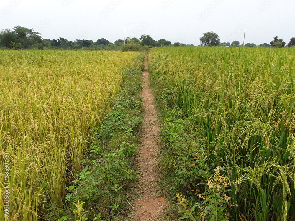 Wet Rice Cultivation
