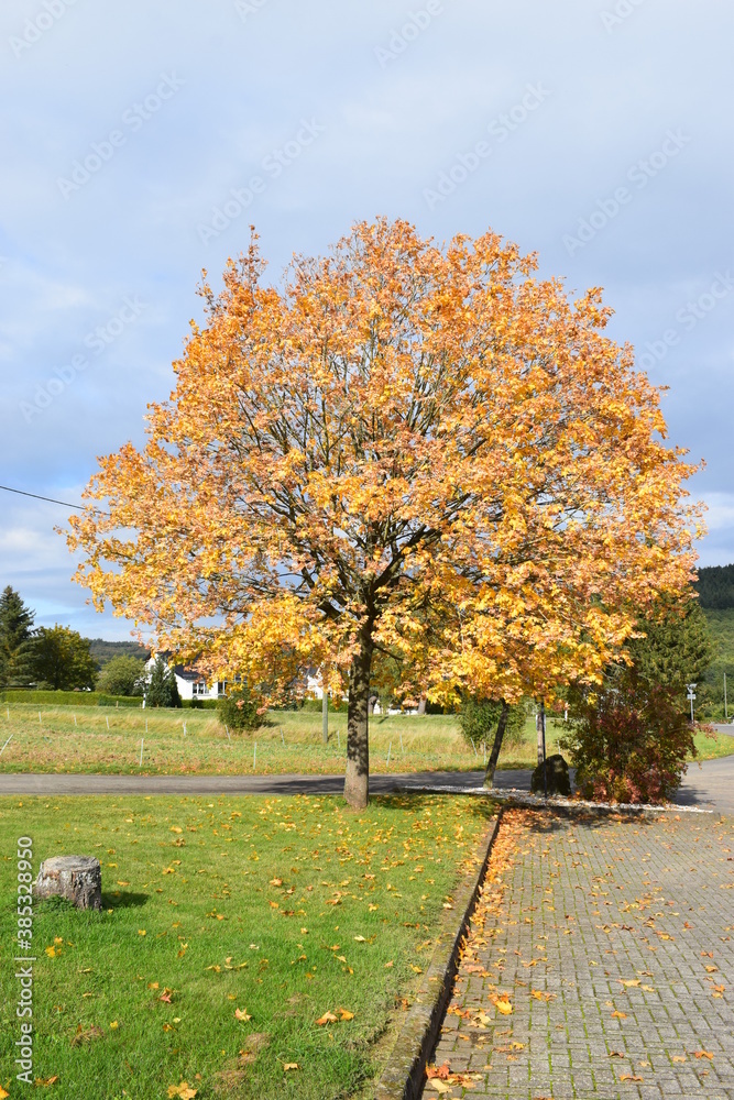perfekter herbstlicher Ahornbaum in der Eifel Stock Photo | Adobe Stock