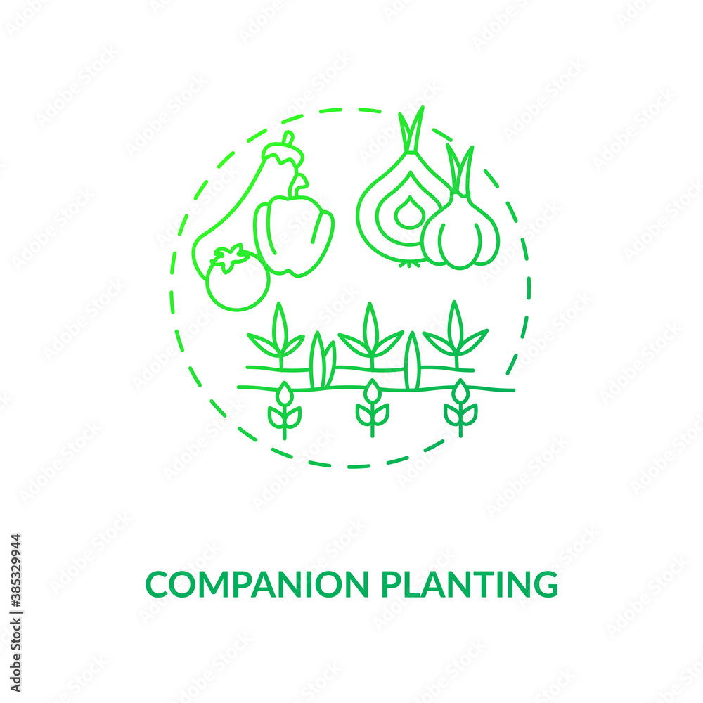 Companion planting concept icon. Organic farming principles. Vegetables ...