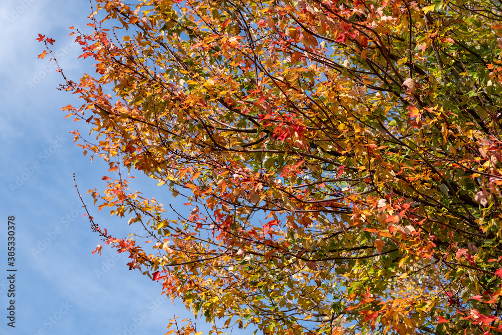 Red maple tree, also known as Acer Rubrum, in a blaze of colour in ...