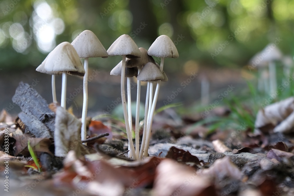 Conocybe Lactea