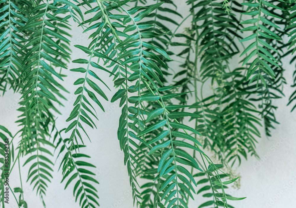 Ramas de un árbol colgando y moviéndose con la brisa del viento Stock ...