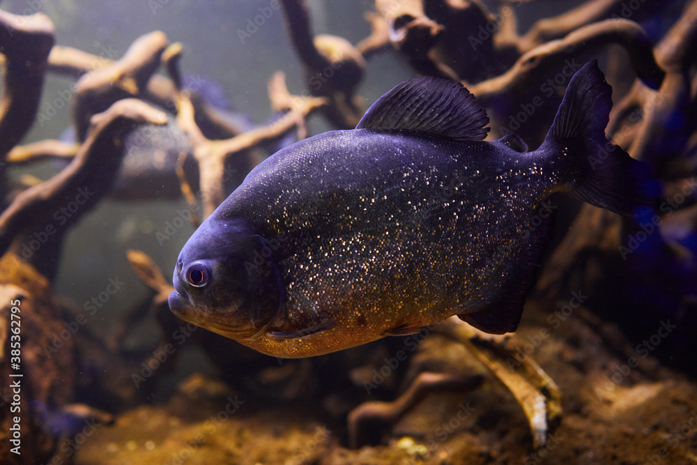 Pygocentrus nattereri, Piranha fish closeup in the aquarium Stock Photo ...