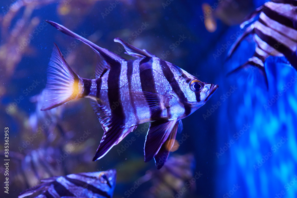 Old Wife (Enoplosus armatus) A black and white striped fish with a ...