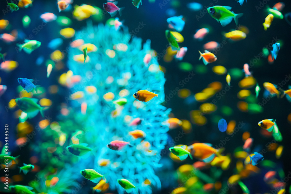 Plenty of Aquarium fish on a dark background. Gymnocorymbus ternetzi ...