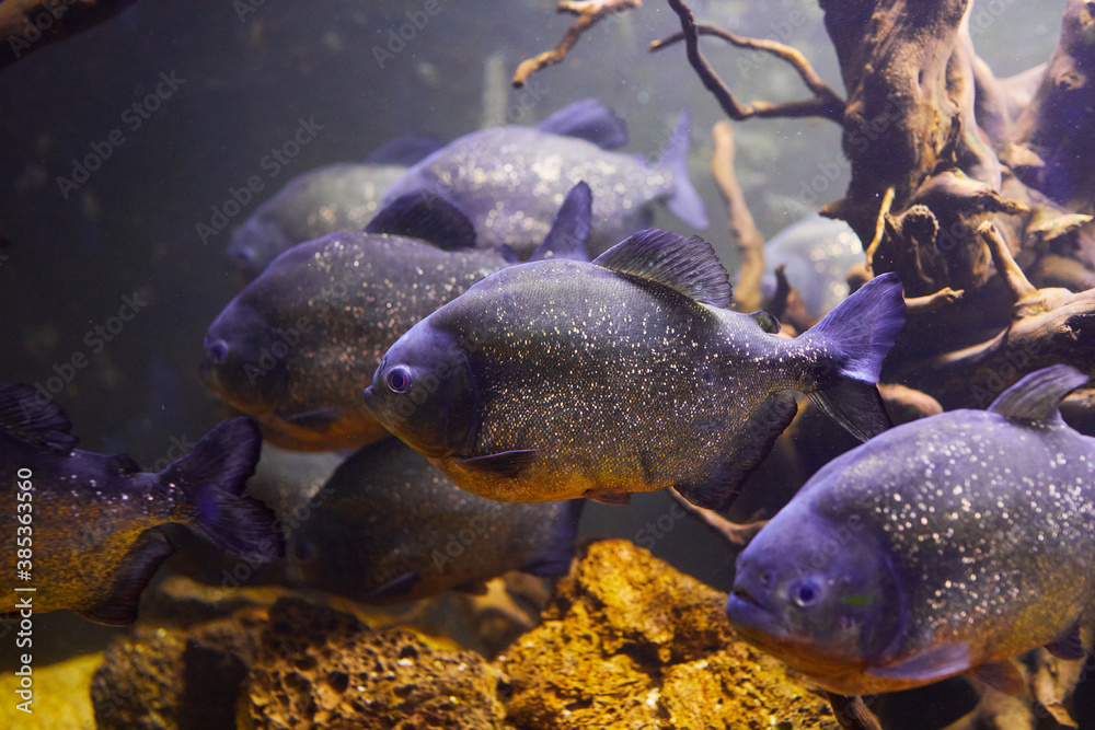 Pygocentrus nattereri, Piranha fish closeup in the aquarium Stock Photo ...