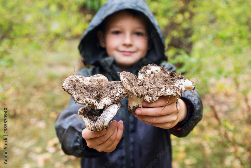 Child is holding mushrooms in his hands. Looking for mushrooms in the ...