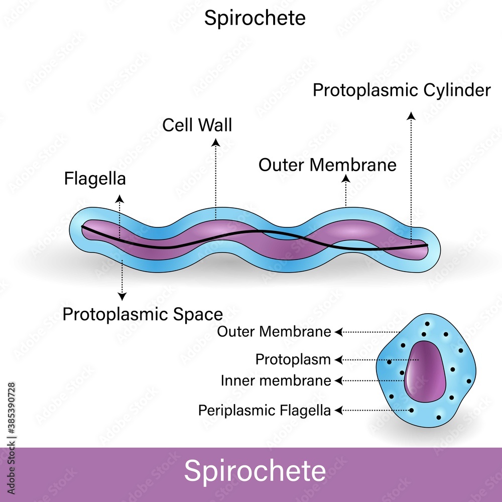Detailed structure of spirochete, a spirally coiled bacteria vector ...