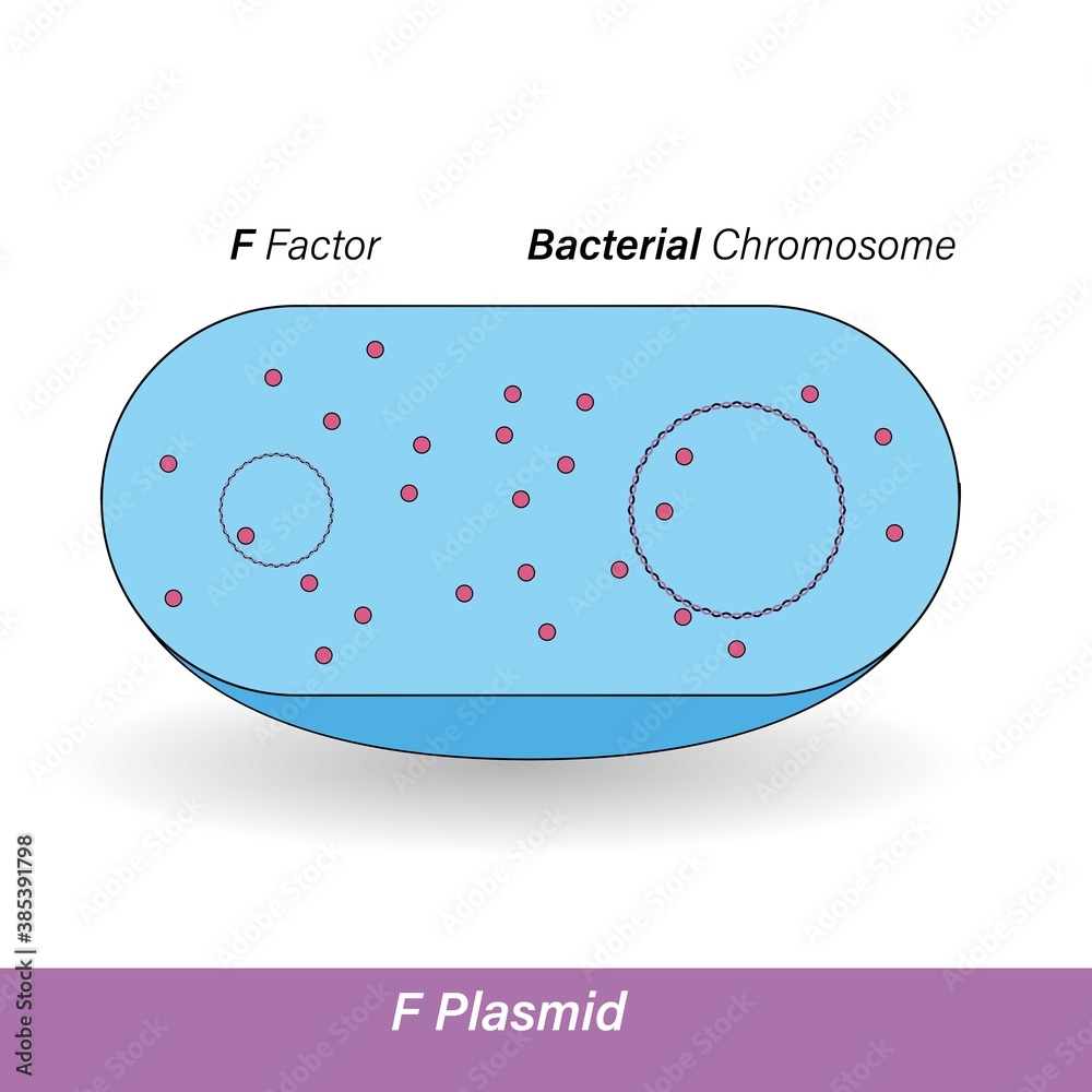 High frequency of recombination or HFR strain of bacteria vector ...