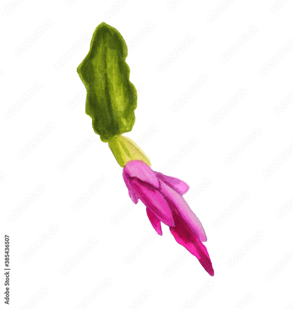 Watercolor illustration of a Christmas cactus. Hand-drawn drawing with ... Watercolor illustration of a Christmas cactus. Hand-drawn drawing with ...