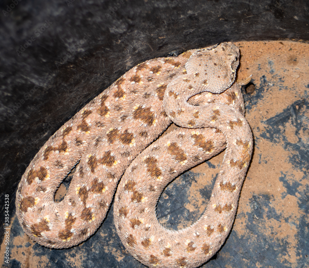Cerastes gasperettii, commonly known as the Arabian horned viper, is a ...