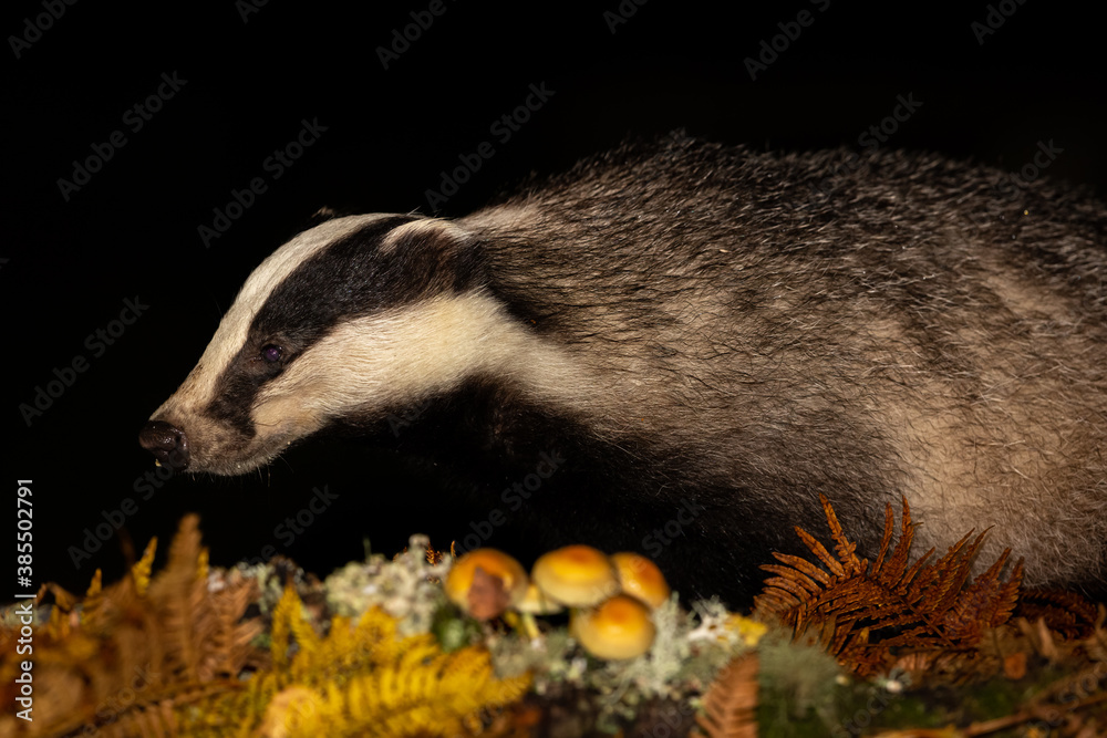 Badger (Scientific name: Meles meles). Wild, native badger in Autumn ...