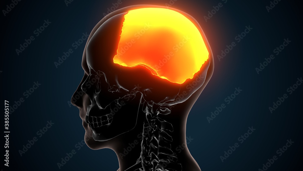 3d illustration of human skeleton skull parietal bone anatomy Stock ...