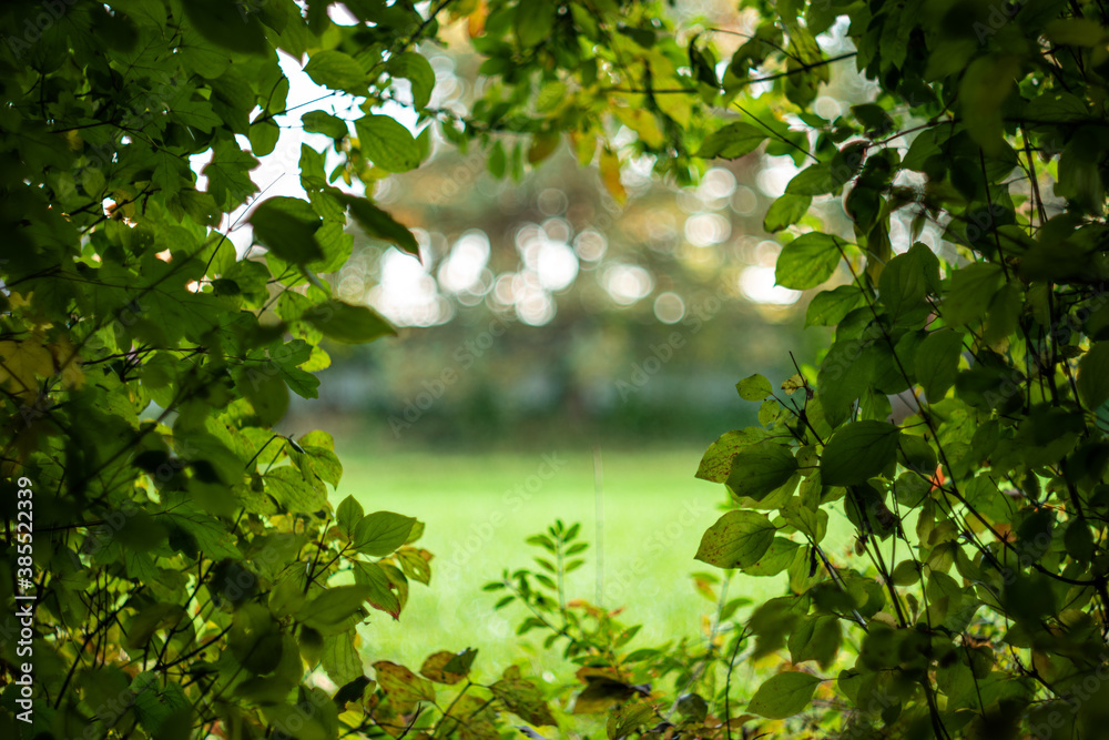 Idyllic forest scene view out of leafy bushes shallow depth of field ...