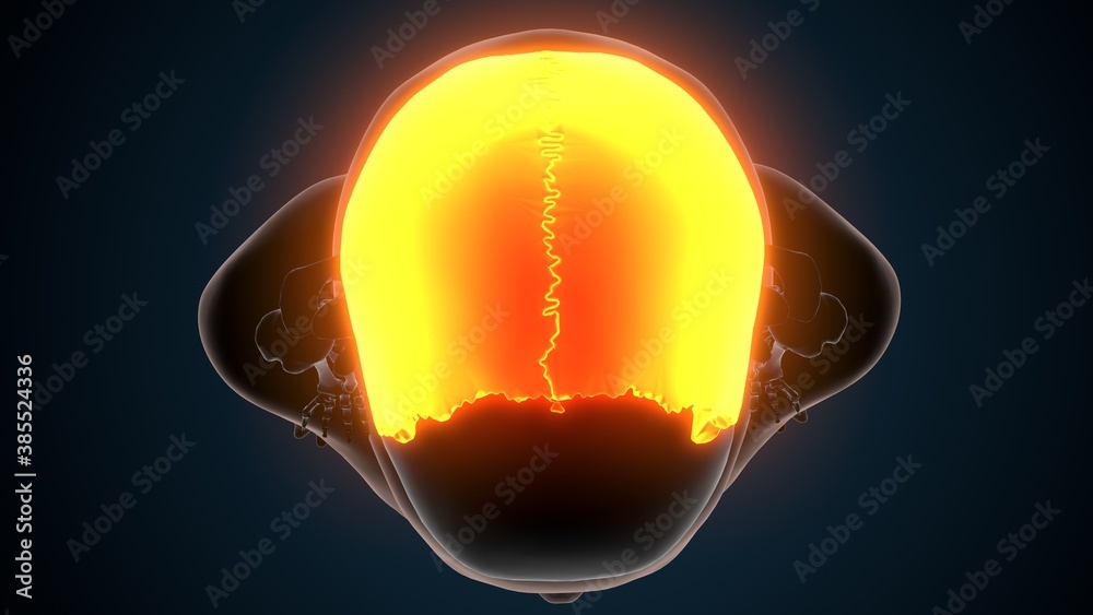 3d illustration of human skeleton skull parietal bone anatomy Stock ...