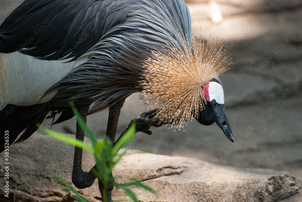 Captive African Crowned Crane bent over scratching its head with a foot ...