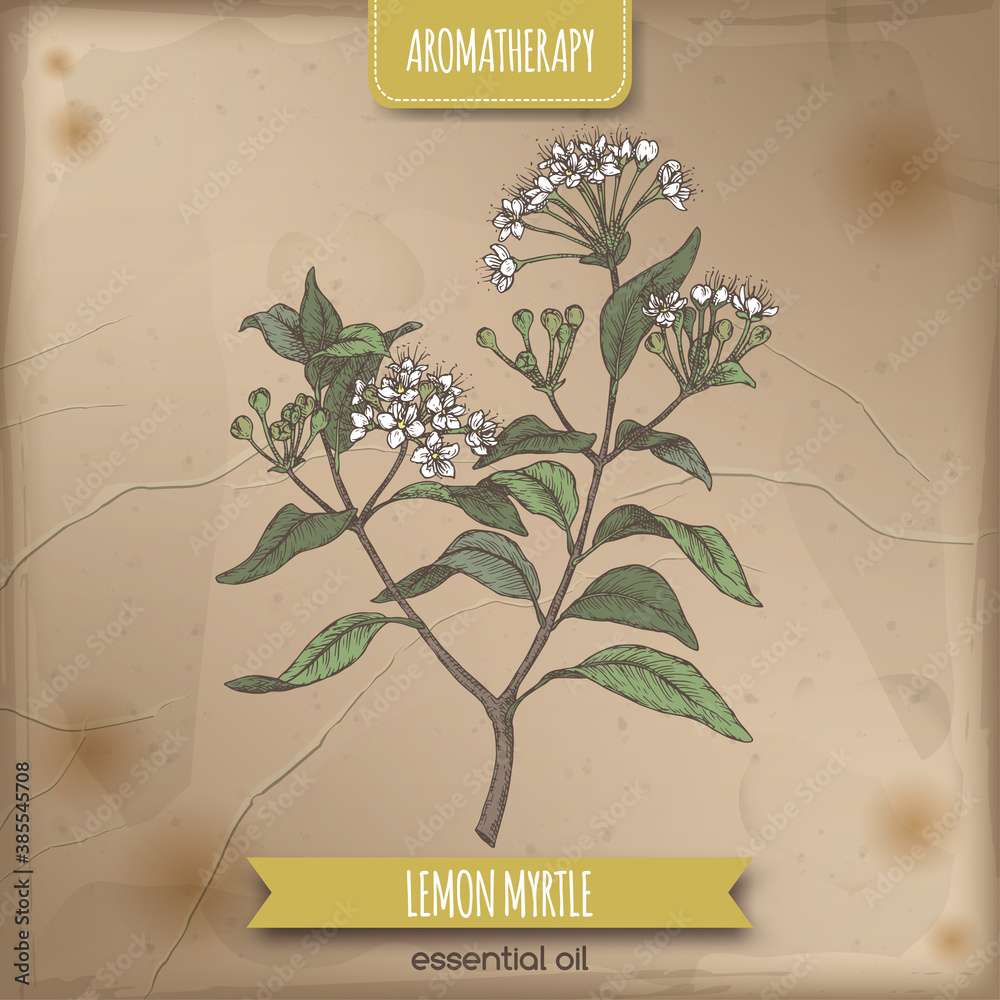 Lemon myrtle aka Backhousia citriodora color sketch on vintage ...