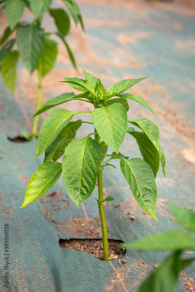 Young Paprika plant growing in rows indoors in a greenhouse tunnel in ...
