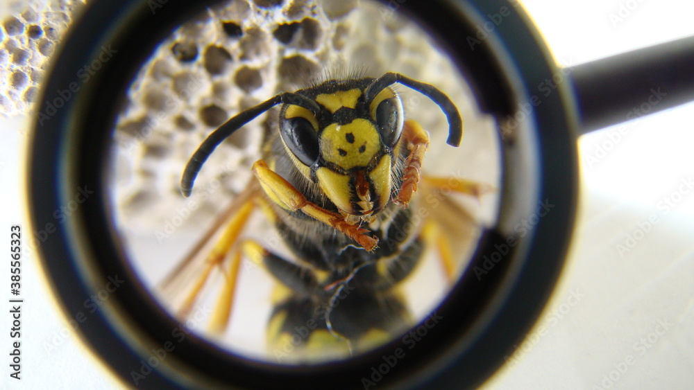 Close up of yellow wasp face yellow hornet a white background. Closeup ...