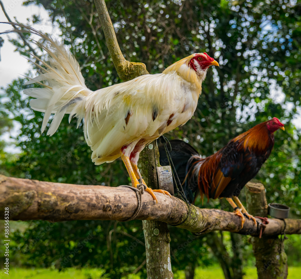 Gallos de pelea con plumas coloridas. Animales bien entrenados Stock ...