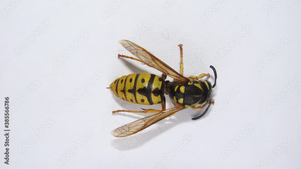 Yellow wasp on a white background. yellow hornet a white background ...