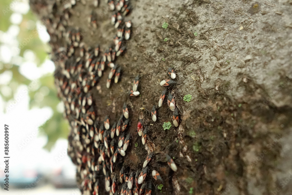 Bug boxelder swarm group of bugs on a trunk of a tree with bokeh ...