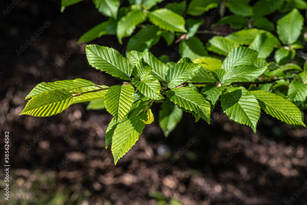 Carpinus Betulus Leaf