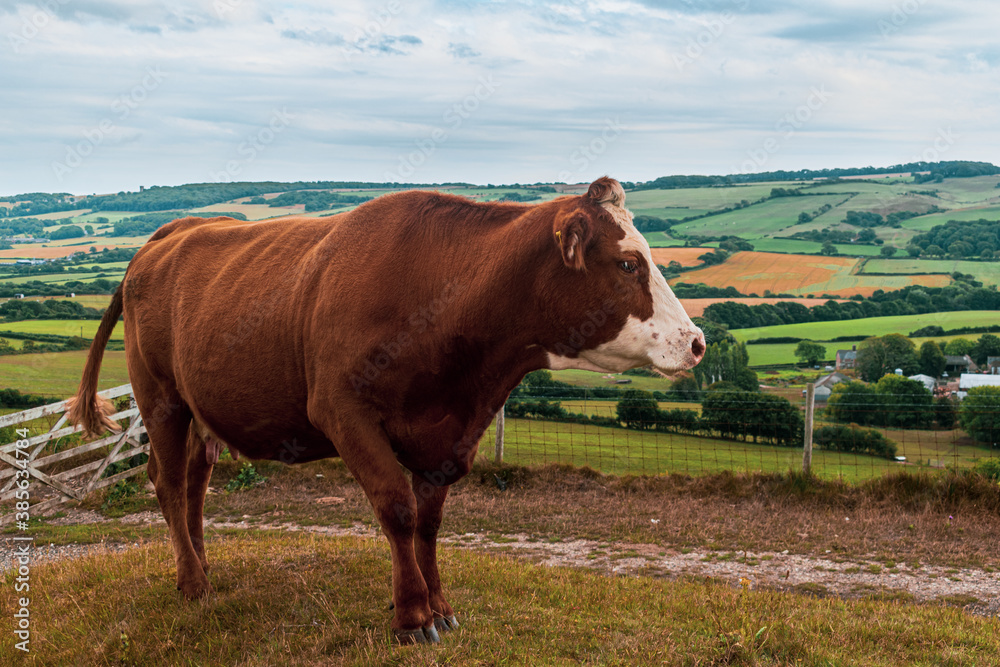Adult red cow with white patch on her face standing by the entrance ...