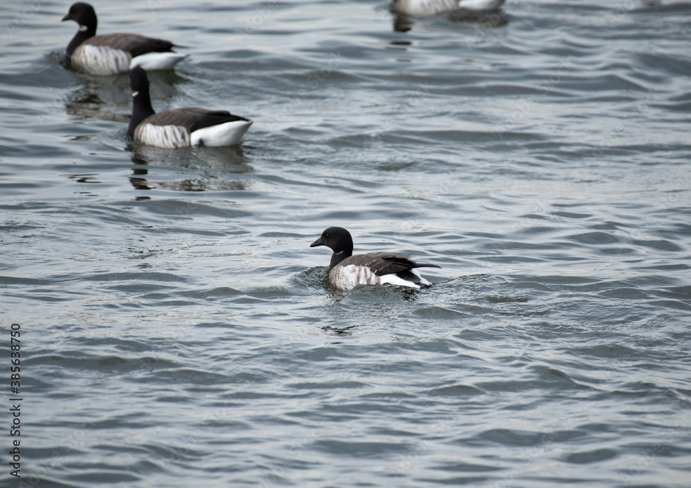 Brant Stock Photo | Adobe Stock