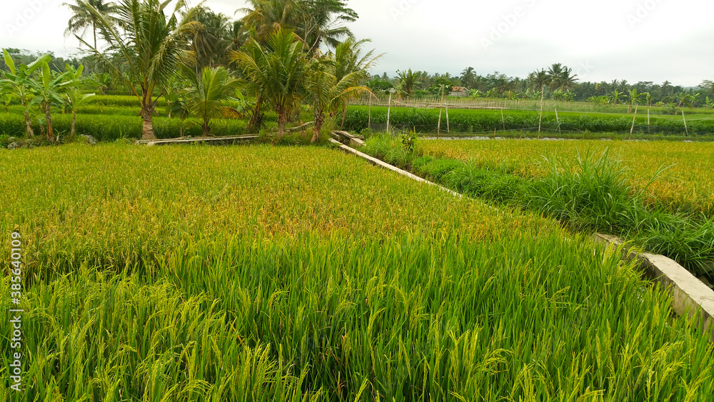 The rice fields are laid out with a traditional irrigation system on ...