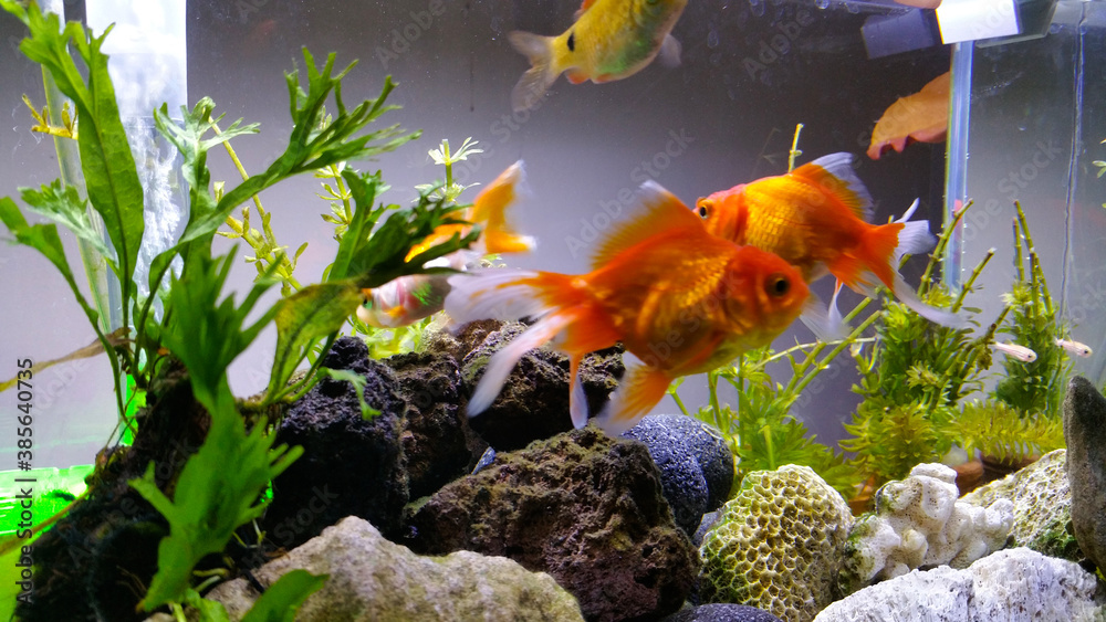 Beautiful Goldfish in an indoor aquarium and are maintained using a ...