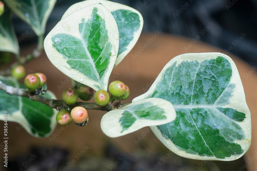 ficus triangularis variegata leafy houseplant Stock Photo | Adobe Stock