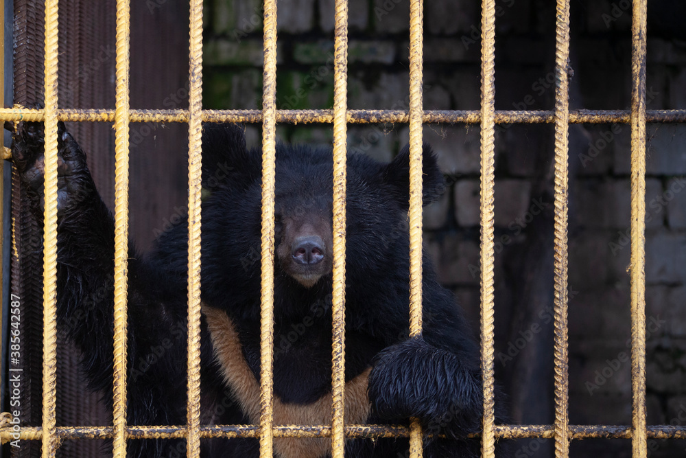 Bear behind bars. Wild bear in the aviary. Big beast in the zoo ...