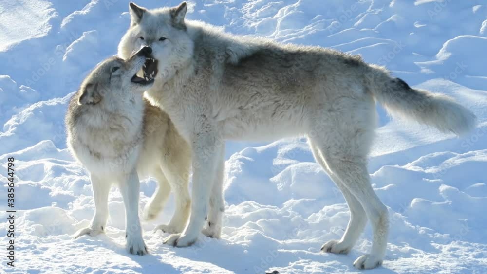 Two common grey wolves playing in the snow vídeo do Stock | Adobe Stock