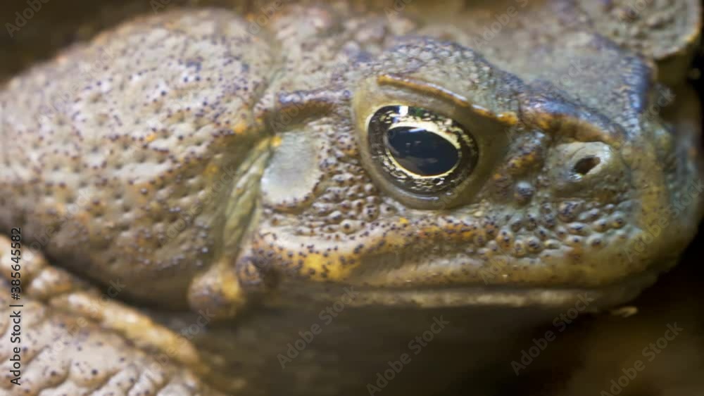 Closer look the brown and spotty scales of the cane toad Stock-video ...