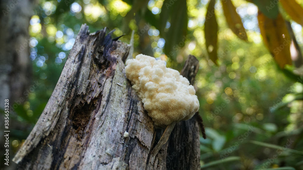 Wild Lion's Mane mushroom growing on a downed Beech tree. Stock Photo ...