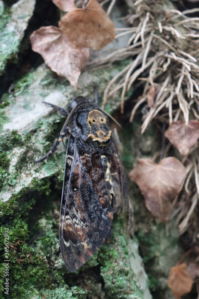 Acherontia atropos moth on a tree trunk in the garden. Death's-head ...