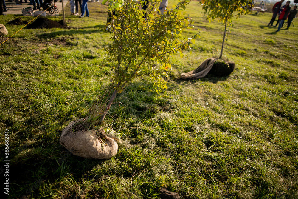 Young trees are waiting to be planted in the ground Stock Photo | Adobe ...