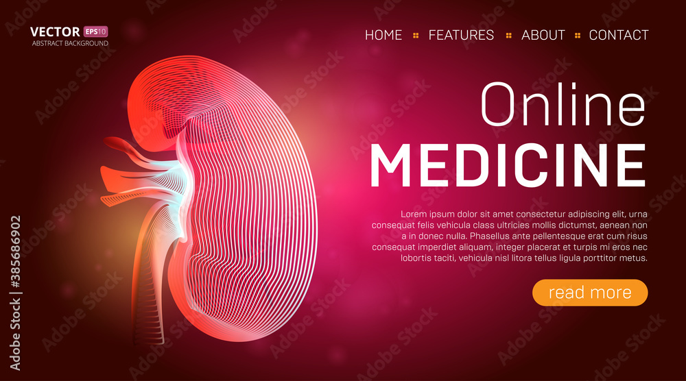 Human Kidney Anatomy Ppt
