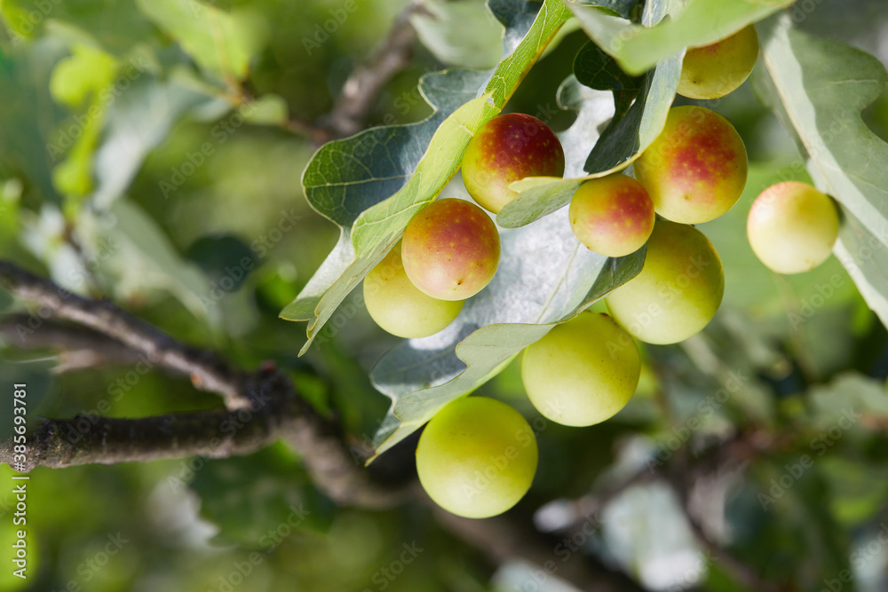 Cynips quercusfolii gall balls on oak leaf in real habitat. The gall ...