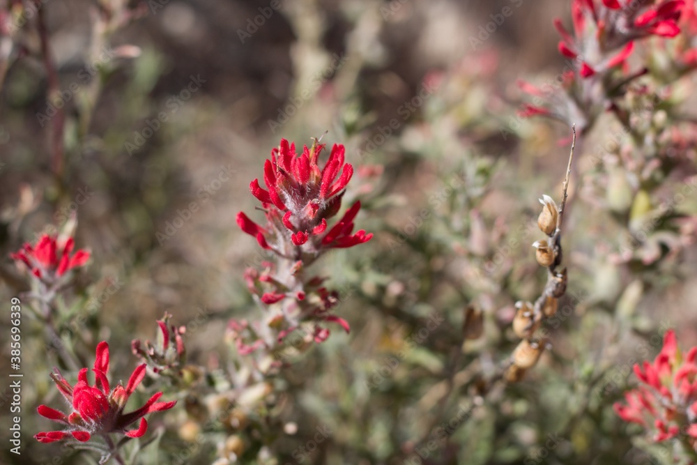 Red spike inflorescences of Desert Paintbrush, Castilleja Chromosa ...