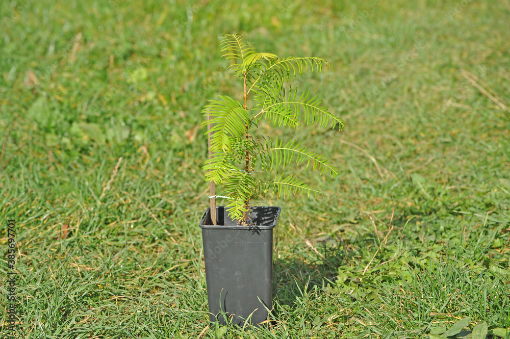 Metasequoia glyptostroboides (dawn redwood) sapling in a container ...