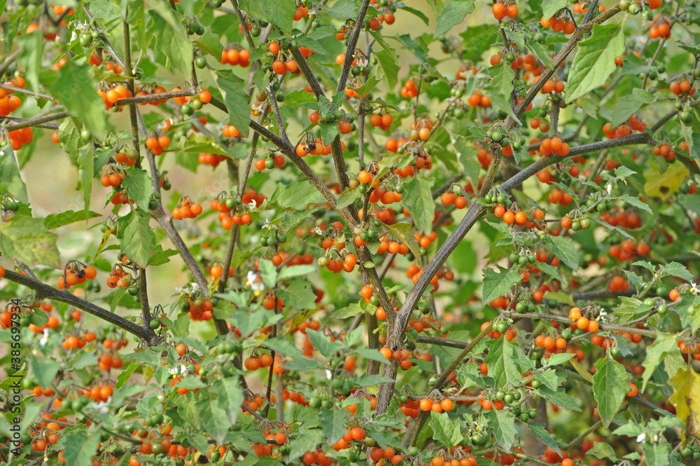 Ripe berries of the "Red Makoi" variety of Solanum nigrum are edible ...