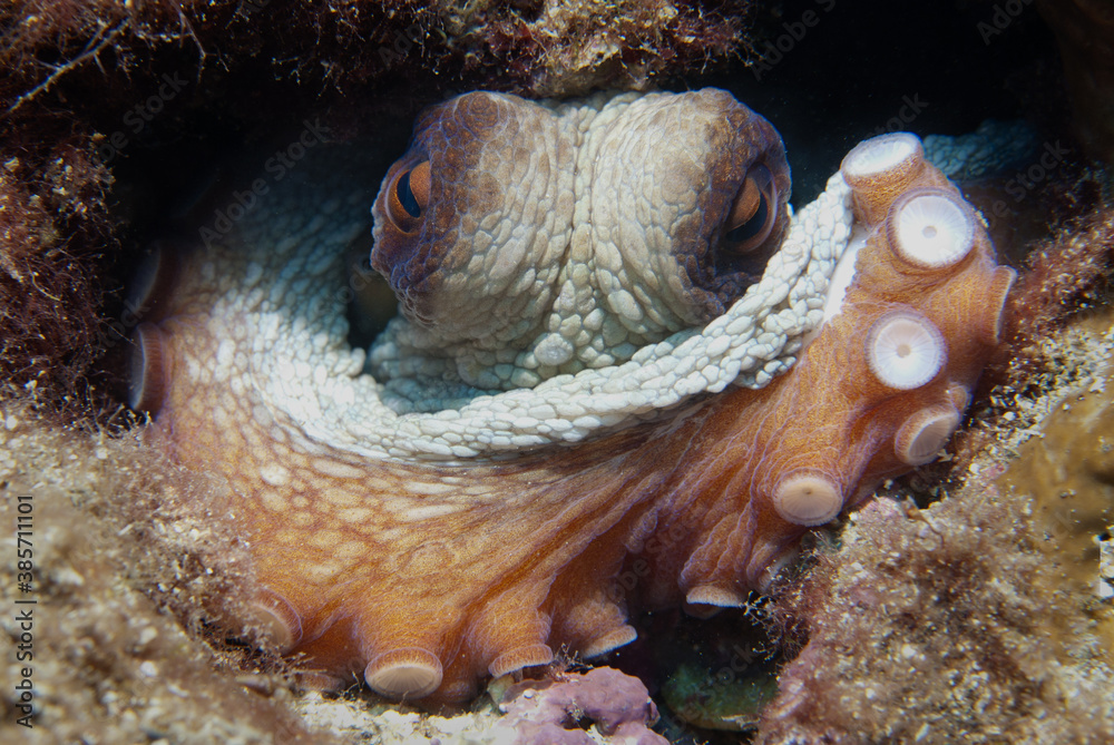 Octopus watching with curiosity from behind the rock. (Octopus vulgaris ...