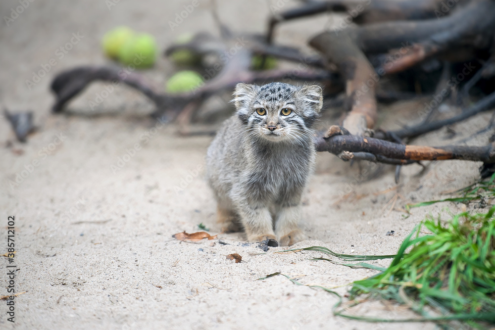 Pallas's cat (Otocolobus manul). Manul is living in the grasslands and ...