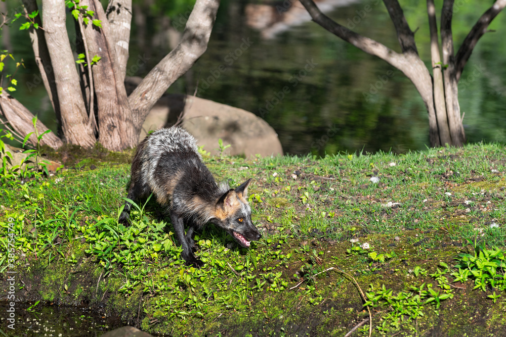 Adult Cross Fox (Vulpes vulpes) Stalks Across Island Summer Stock Photo ...